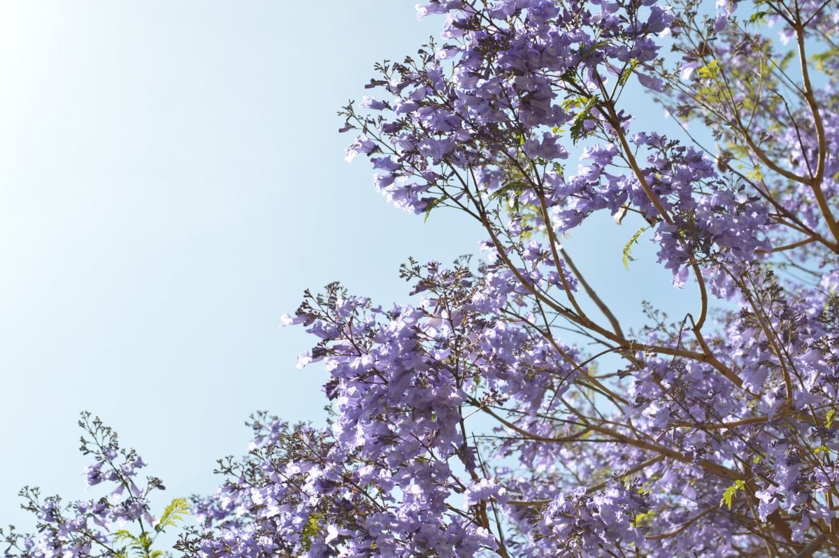 The Absolute Beauty of Sydney’s Jacaranda Trees - backpackways.com